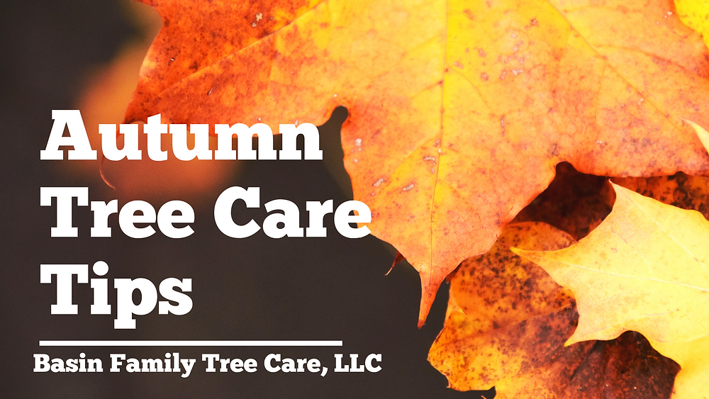Autumn Tree Care Tips