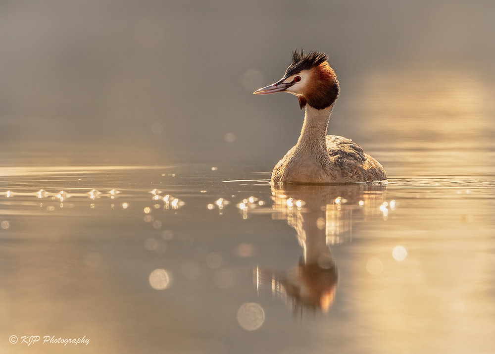 Kevin Pigney - A Passion for Wildlife