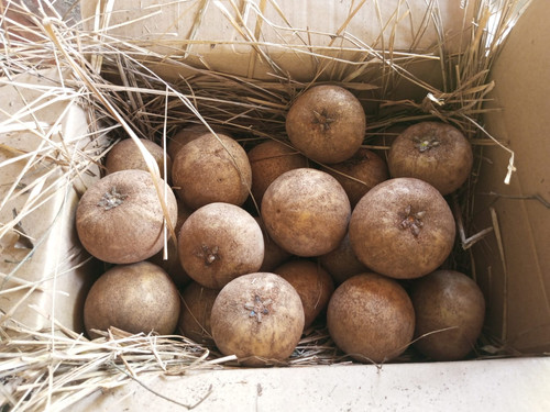 SOFEDA (সফেদা) | BANGLA FRESH