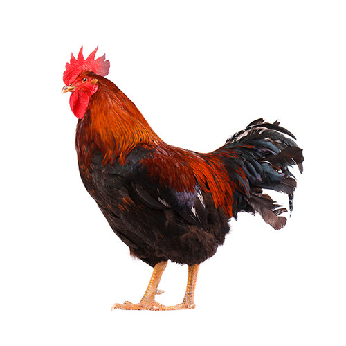 SONALI MURGI | BANGLA FRESH