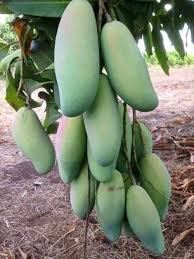 Mango | Golek | Tropical Planet