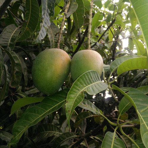 Mango | Raspuri | Tropical Planet