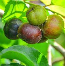 Cape Plum | Tropical Planet