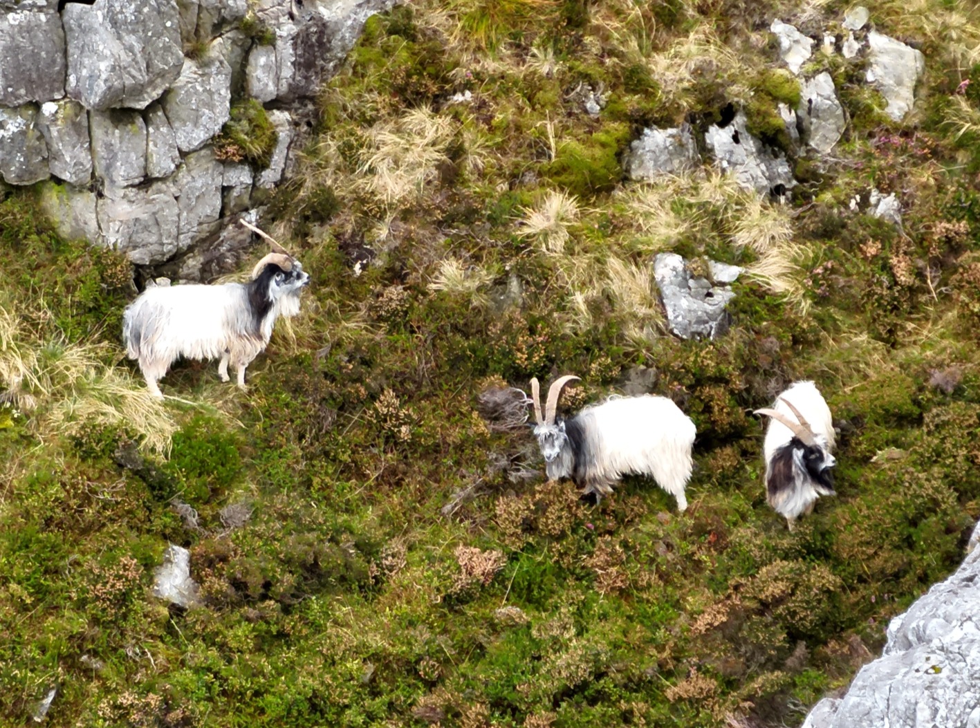 Feral Goat drone count in stunning North Wales.