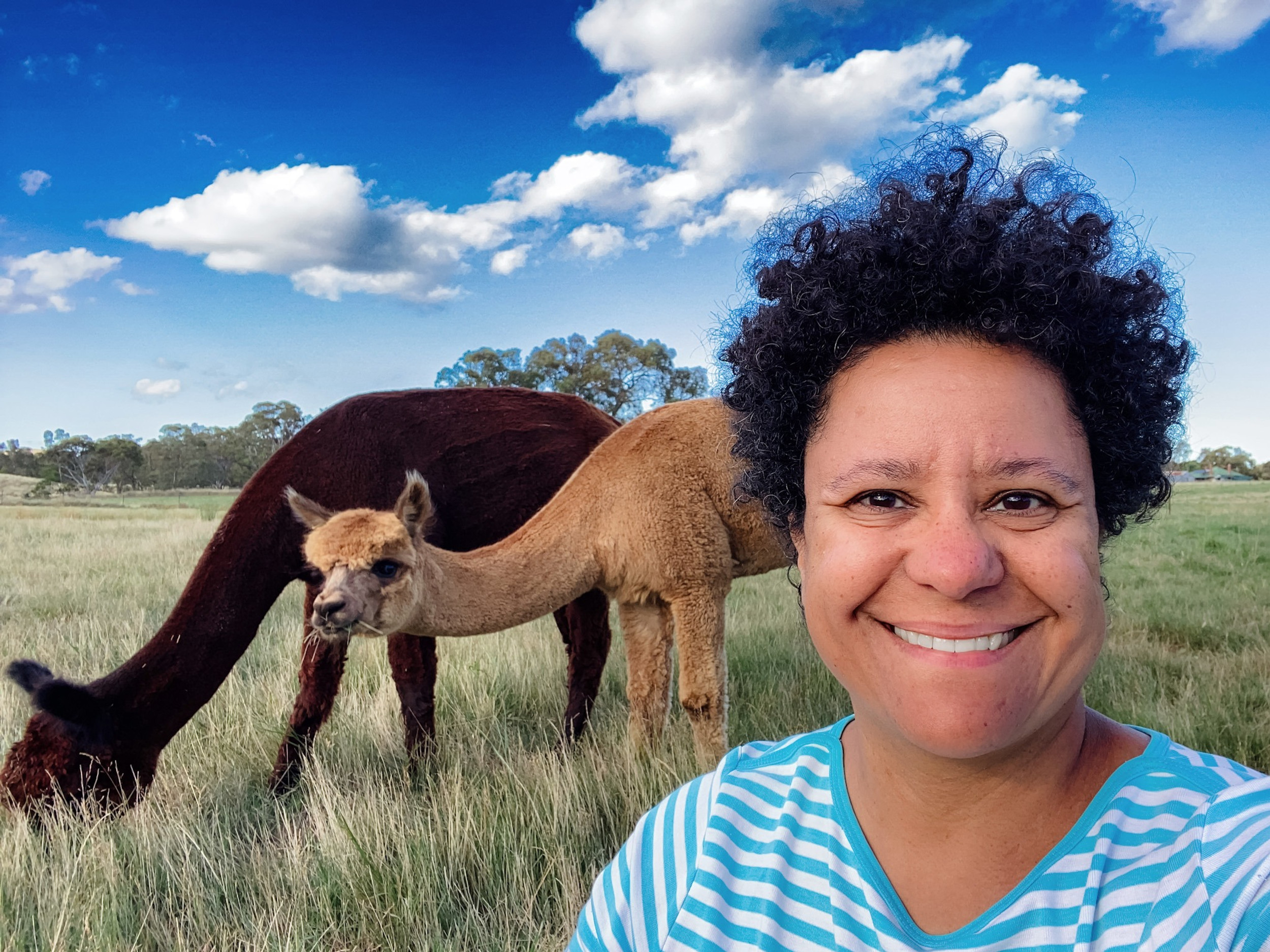 What it's like to be an alpaca owner?