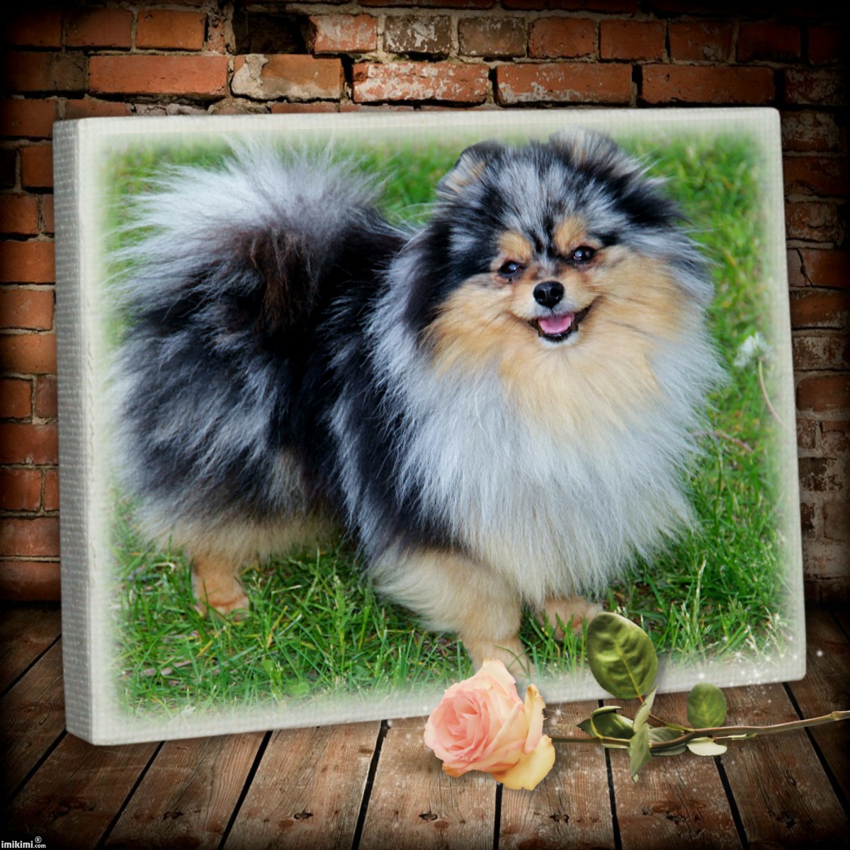 Home | windsongpomeranians