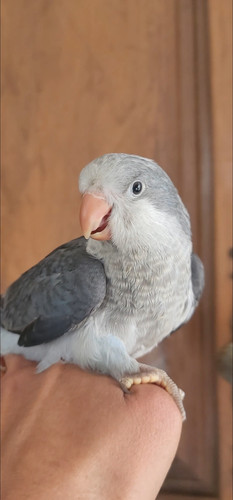 Quaker - Cobalt | Pretty Exotic Birds