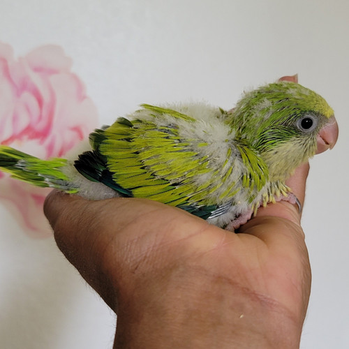 Quaker - Green opaline | Pretty Exotic Birds