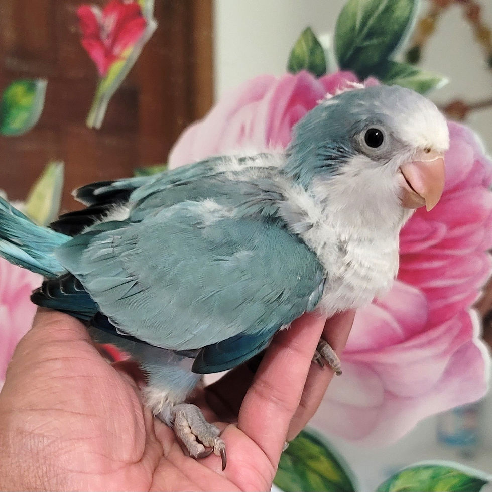 Quakers | Pretty Exotic Birds