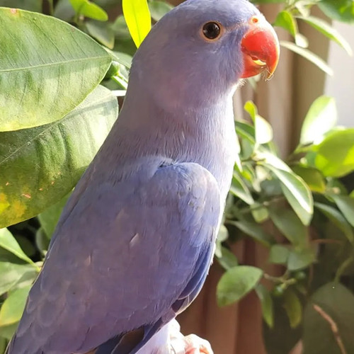 Indian Ringneck parakeet -Violet | Pretty Exotic Birds