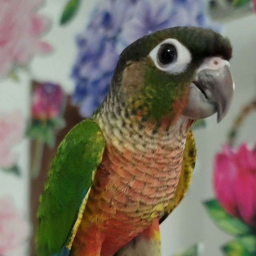 Green cheek conure - Yellowsided | Pretty Exotic Birds