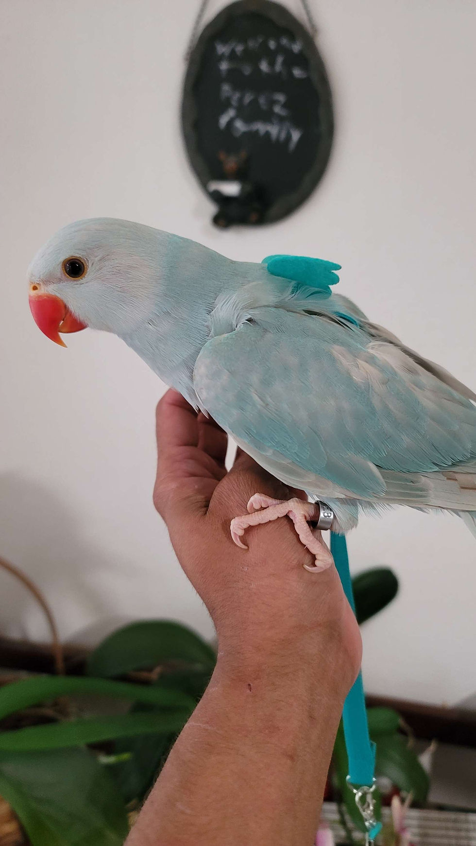 Indian Ringneck parakeet -Blue Lacewing FEMALE | Pretty Exotic Birds