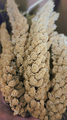 Spray Millet treats 5 oz | Pretty Exotic Birds