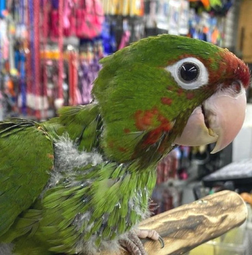 Cherry head conure | Pretty Exotic Birds