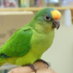 Peach fronted conure | Pretty Exotic Birds