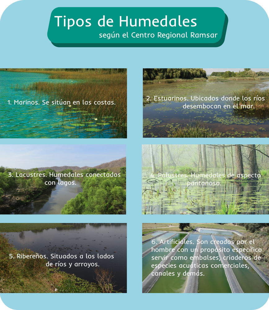 ¿Qué son los humedales?