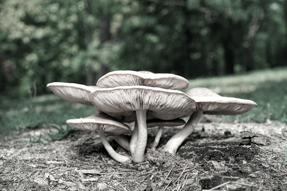 Meati Foods opens a mushroom “mega ranch” to take whole-cut fungus among us