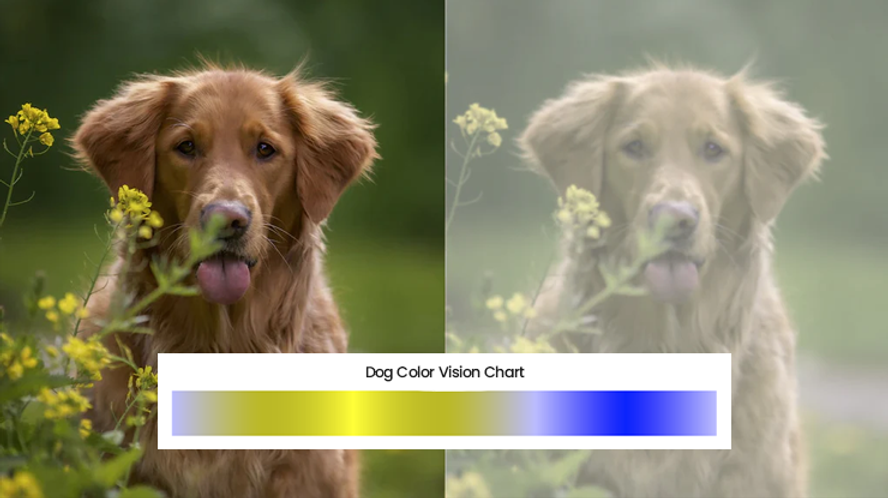 What Colors Can Dogs See? Dog Vision Explained