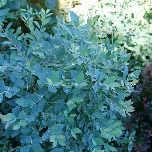 Splendid!® Blue Highbush Blueberry | Sugar Maple