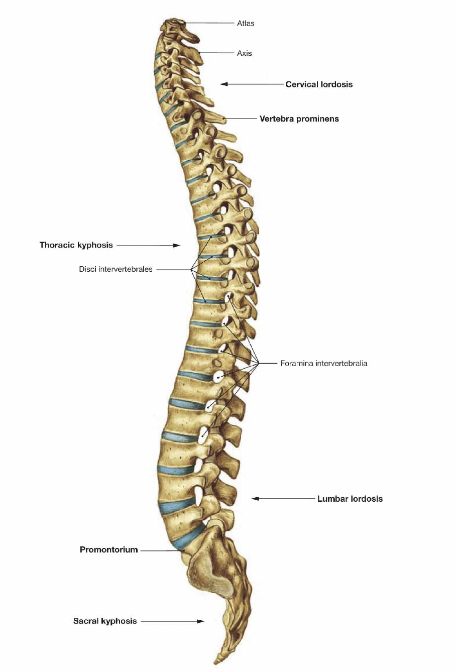 ¿Qué es la columna vertebral?