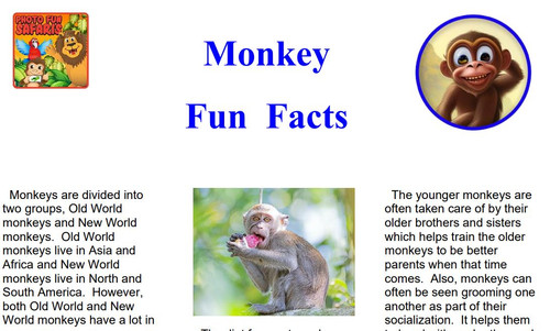 Fun Facts About Monkeys | Photo Fun Safaris