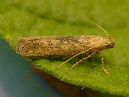 Potato Tuber Moth Lure