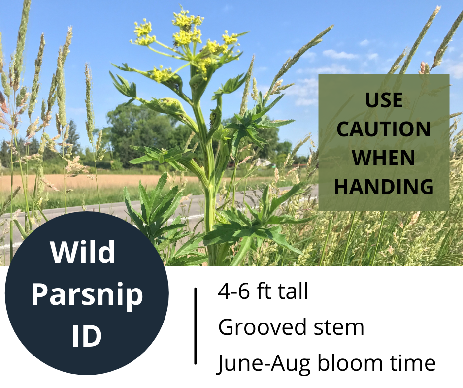 County-wide partnership on its way to eradicating Wild Parsnip