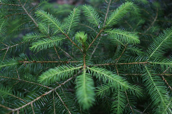 Der Tannwald | Haus zum Tannwald | Seelisberg
