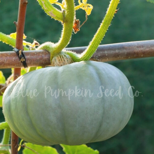 Blue Prince F1 Pumpkin seeds | Blue Pumpkin Seed Co