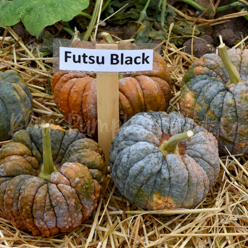 Black Futsu pumpkin seeds | Blue Pumpkin Seed Co