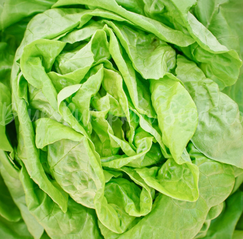 Big Boston Bibb Lettuce seeds | Blue Pumpkin Seed Co