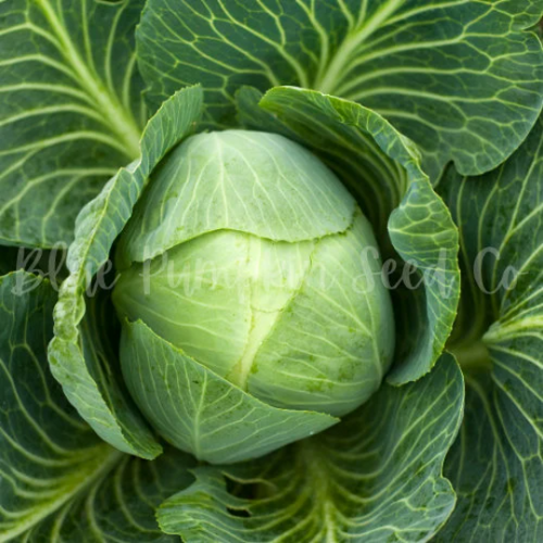 All Seasons Cabbage seeds | Blue Pumpkin Seed Co