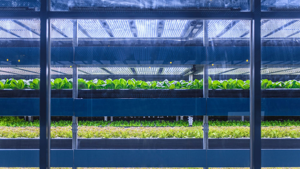 Step-by-Step Guide to Setting Up a Successful Vertical Farm