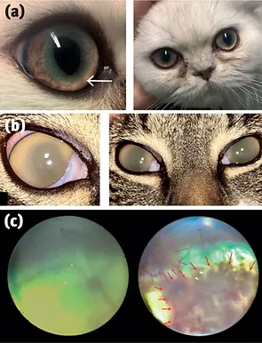 Ocular FIP and Cat Eyes: Understanding the Connection