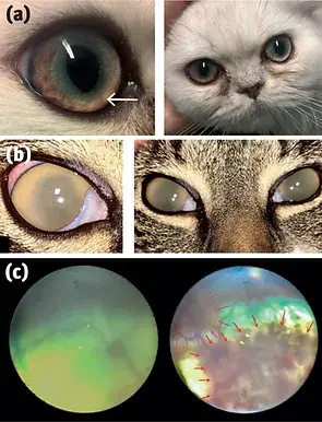 Ocular FIP and Cat Eyes: Understanding the Connection