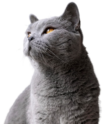 CURA PIF™ LATAM | Peritonitis Infecciosa Felina - PIF | Tratamientos ...