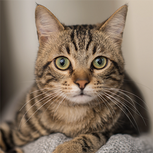 GS-441524 es eficaz en el tratamiento de la PIF (peritonitis infecciosa ...