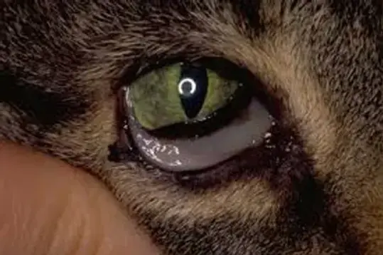 uveitis in cats