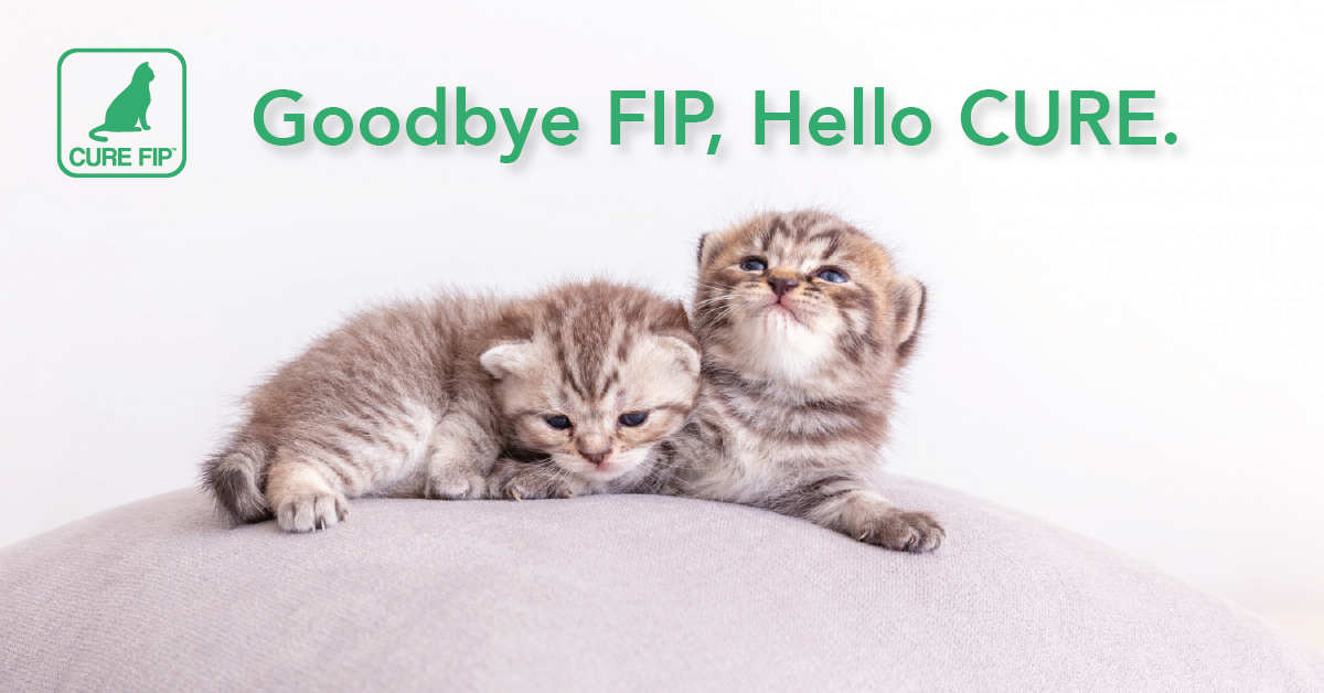 FIP Cats Blog | CURE FIP™ USA | Insights on Feline Infectious Peritonitis