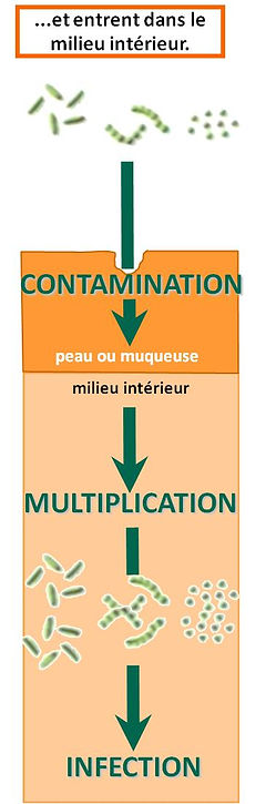 Infection | svt-college
