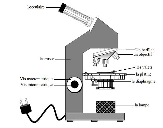Unité & diversité cellulaire du vivant | SVT Lycée M.MULLER