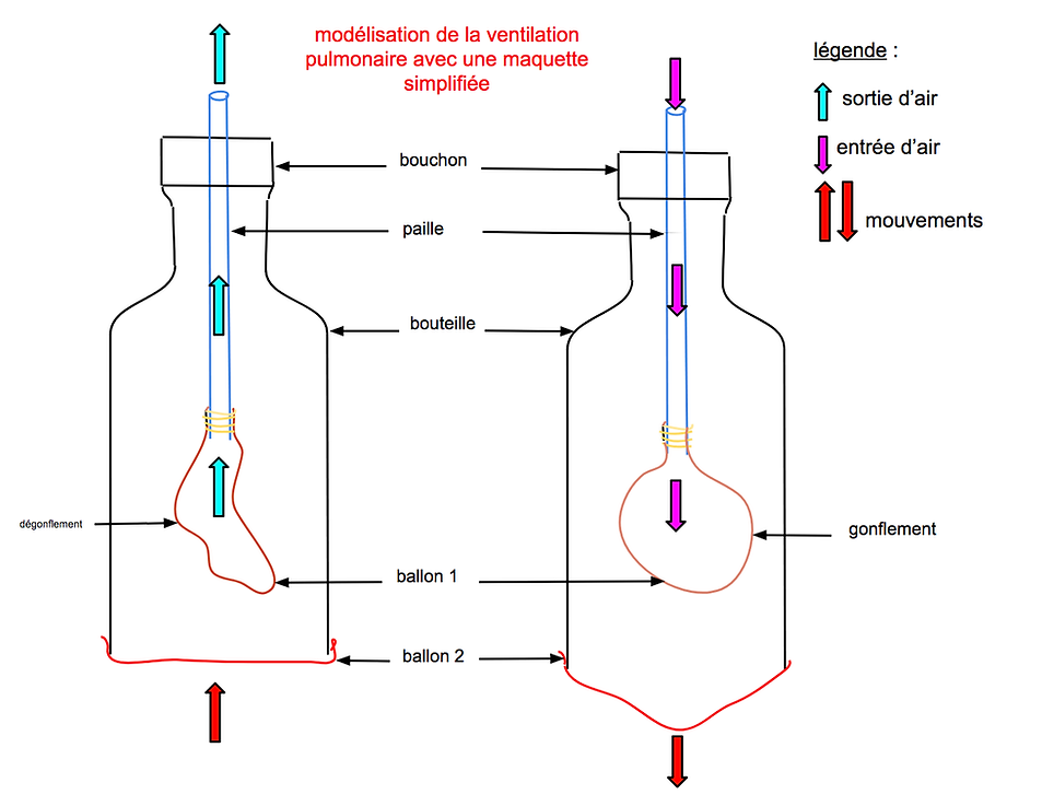 Respiration Humaine | svt-college