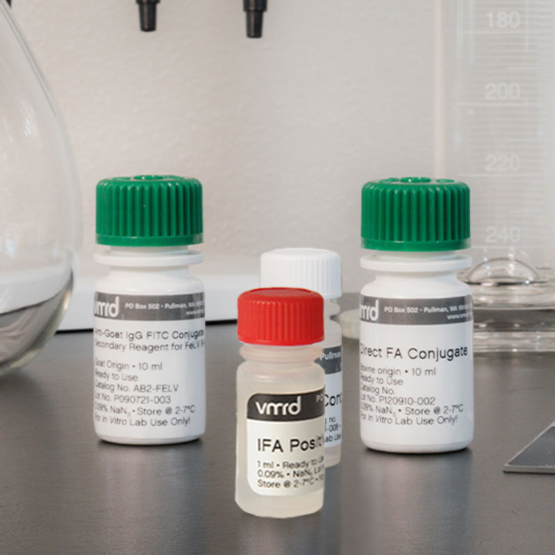 Feline Immunodeficiency Virus (FIV) FA Positive Control