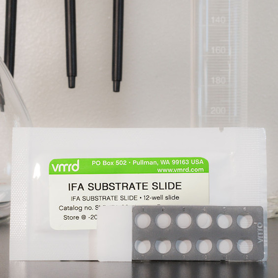 Clostridium septicum FA Substrate Slide