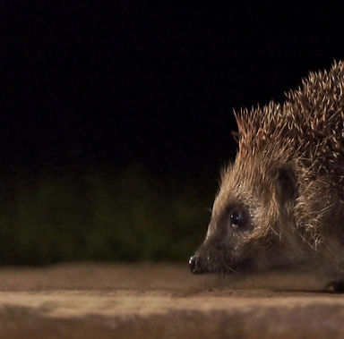 how to make a hedgehog design