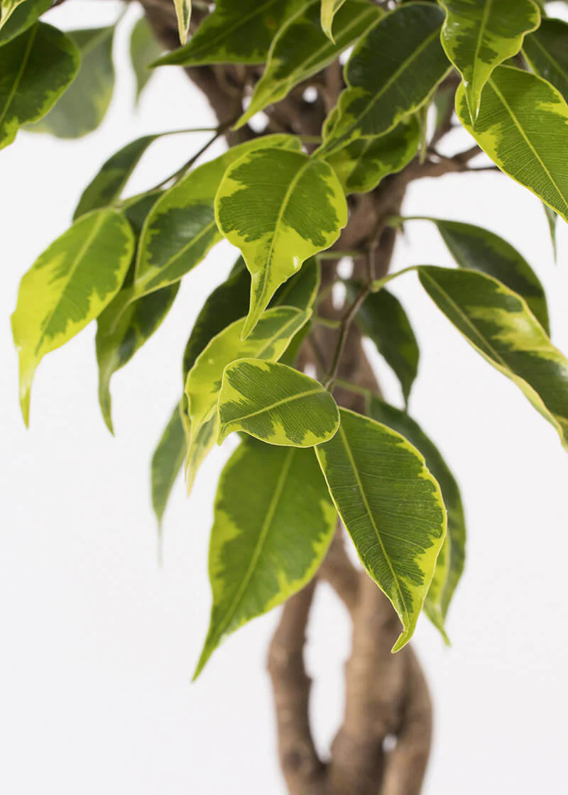 Ficus Benjamina Gold Green | Plantira