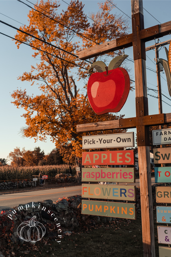 Apple Picking Day | PumpkinScenery