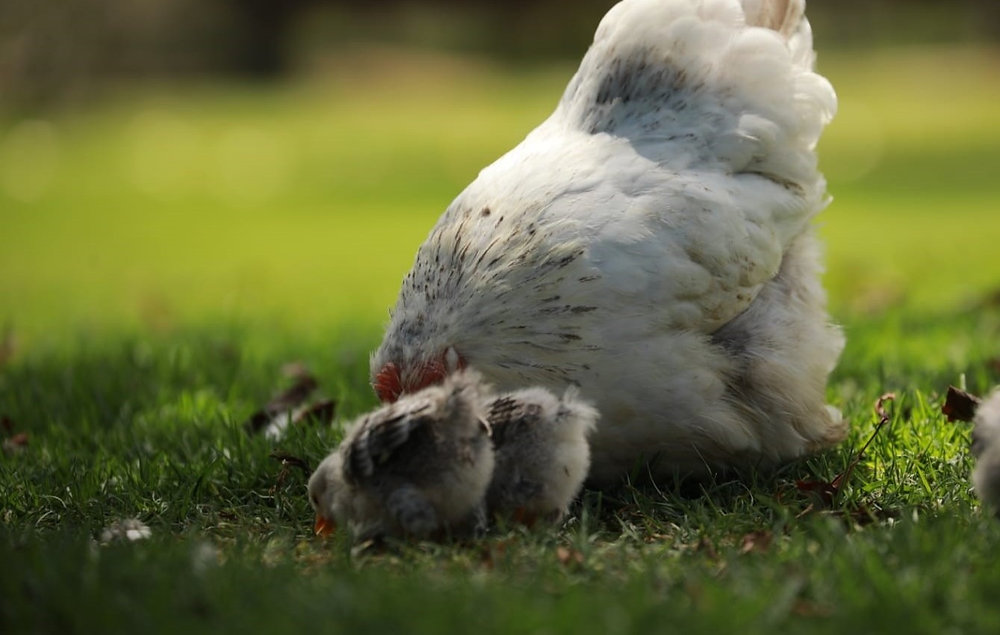 The SF Poultry Range Explained.