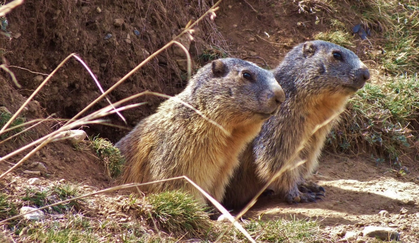 Petit-déjeuner avec les marmottes | tourismescientifique