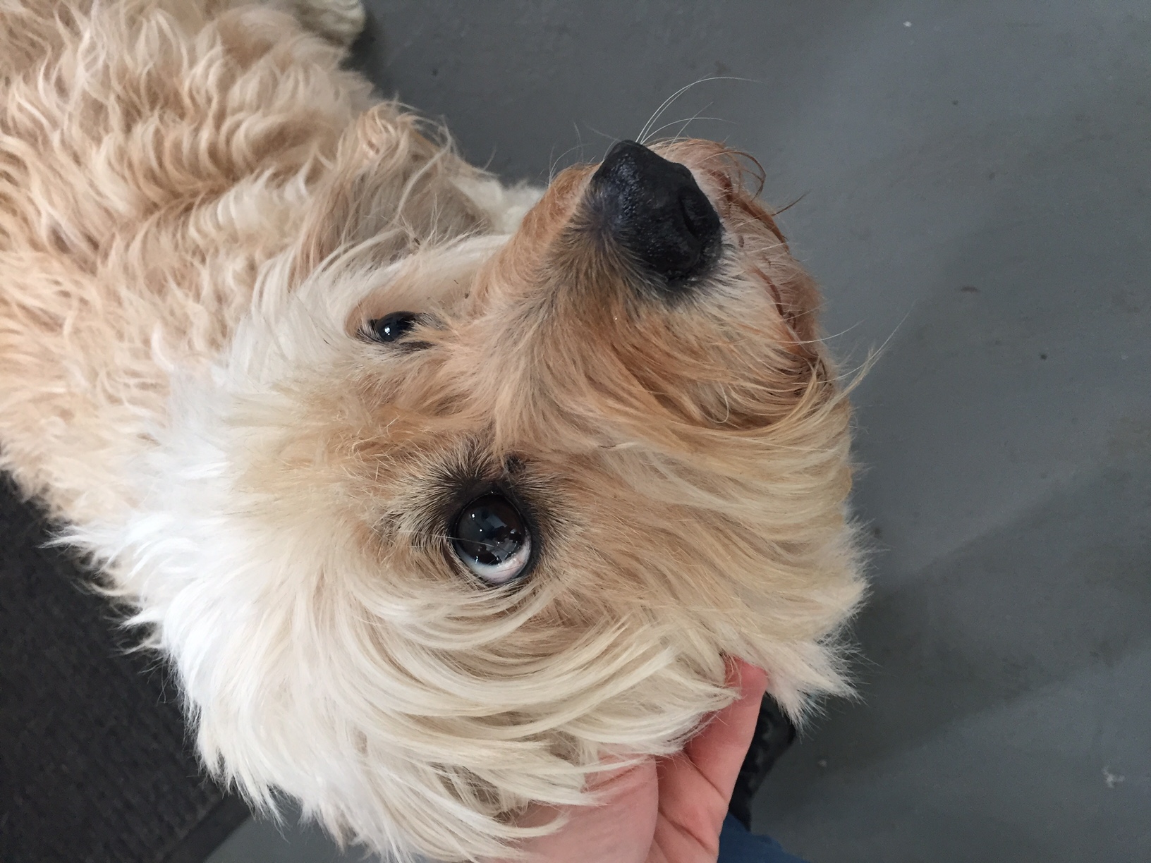 Fluffy Puppies Dog Grooming Gallery